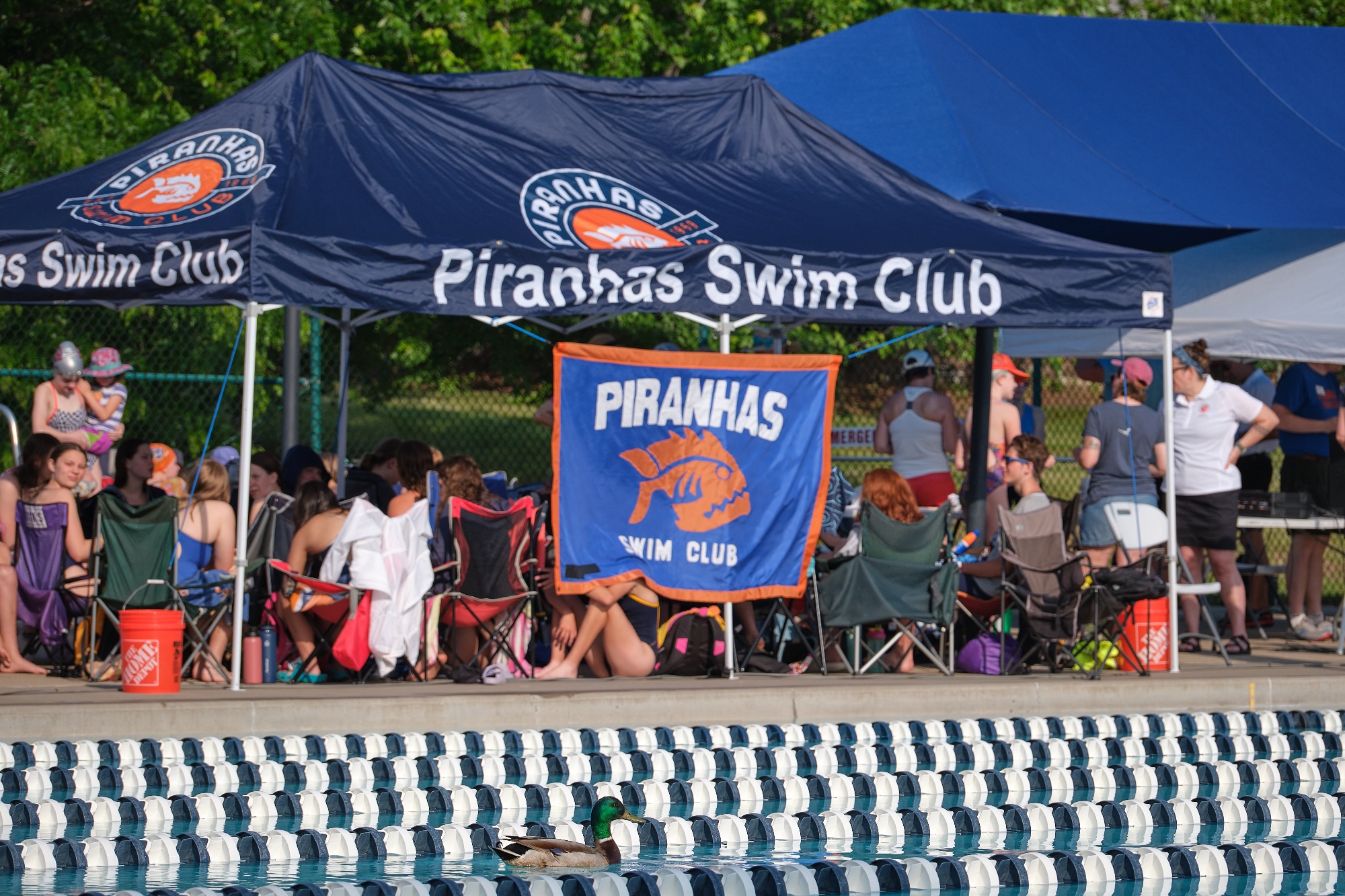 Piranhas Swim Club Home